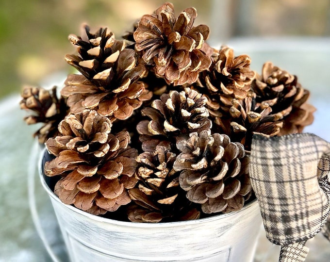 50 Northern Michigan Natural Pine Cones, Mixed Sizes 1.25” - 3.5 ...