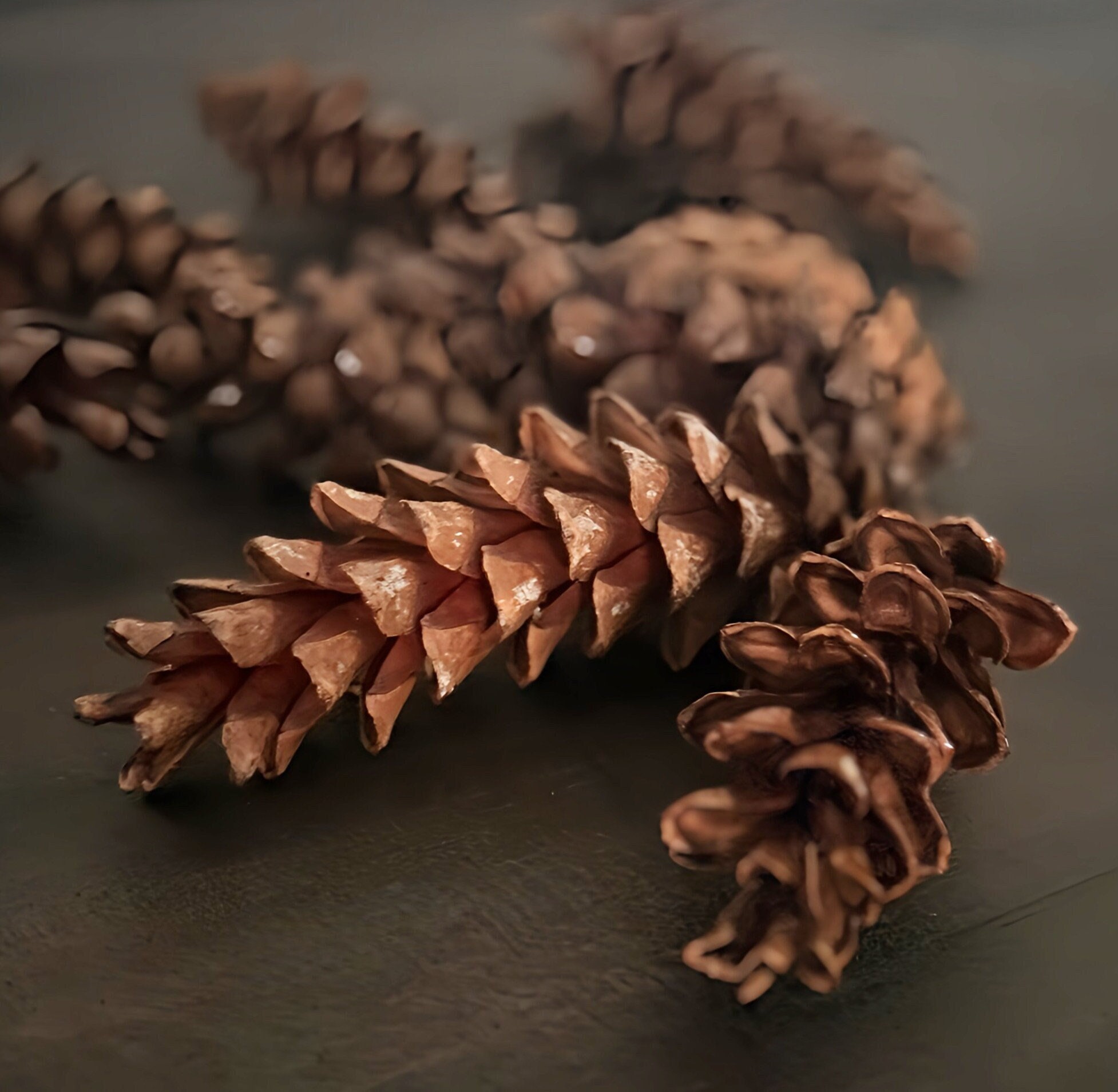 35 Northern Michigan White Pine Tree Pines Cones, Fall Decor, Holiday ...