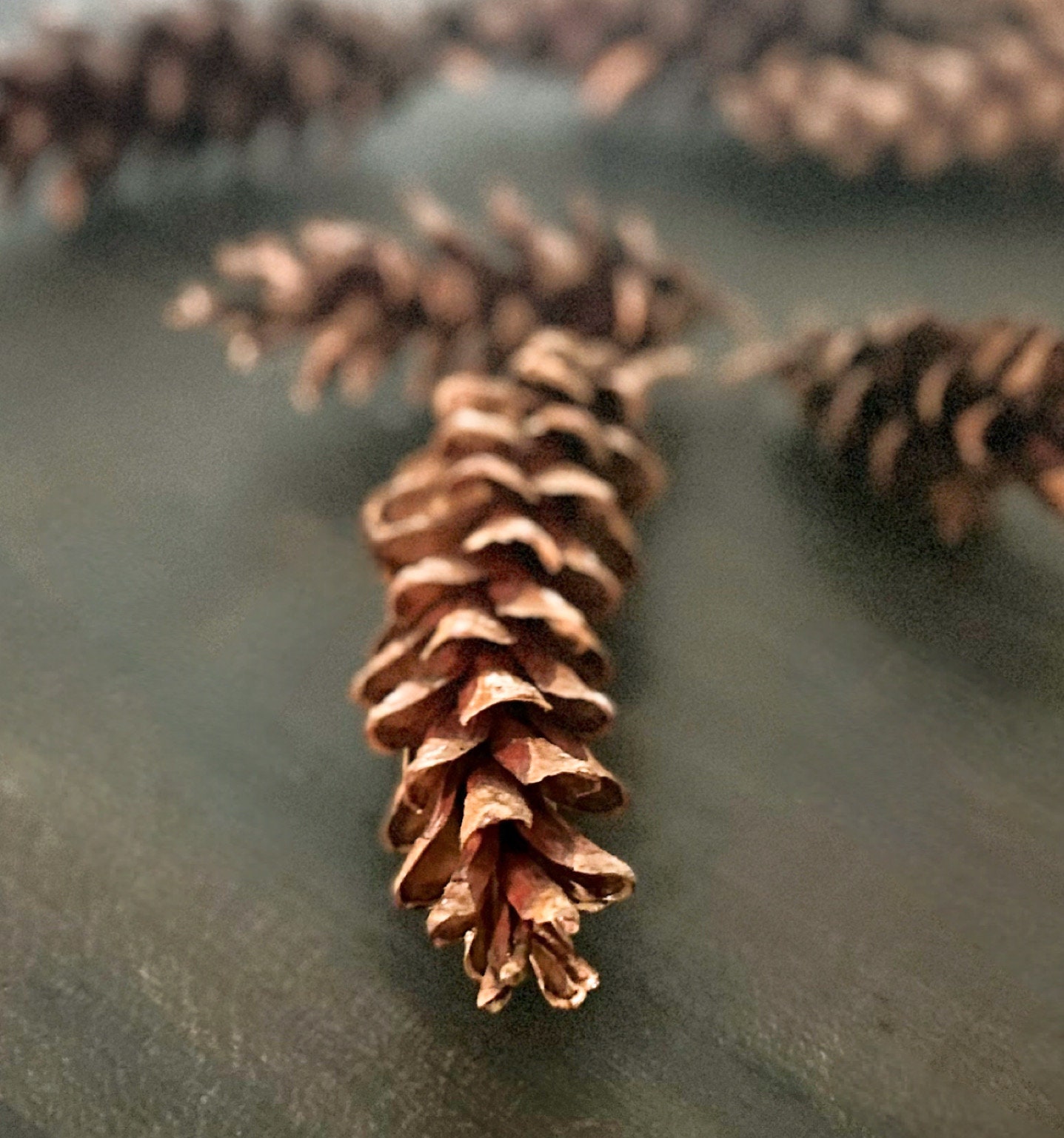 35 Northern Michigan White Pine Tree Pines Cones, Fall Decor, Holiday ...