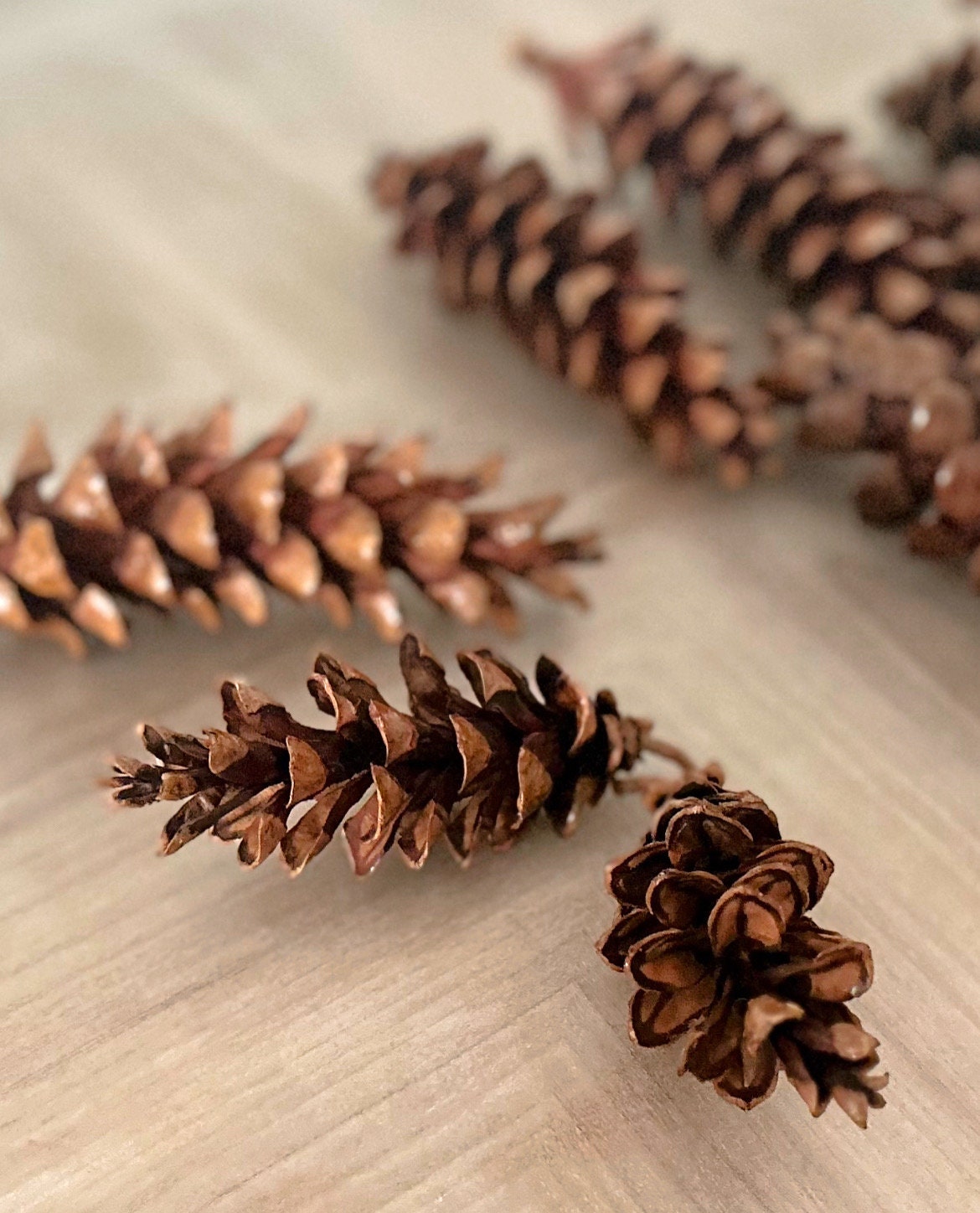 35 Northern Michigan White Pine Tree Pines Cones, Fall Decor, Holiday ...