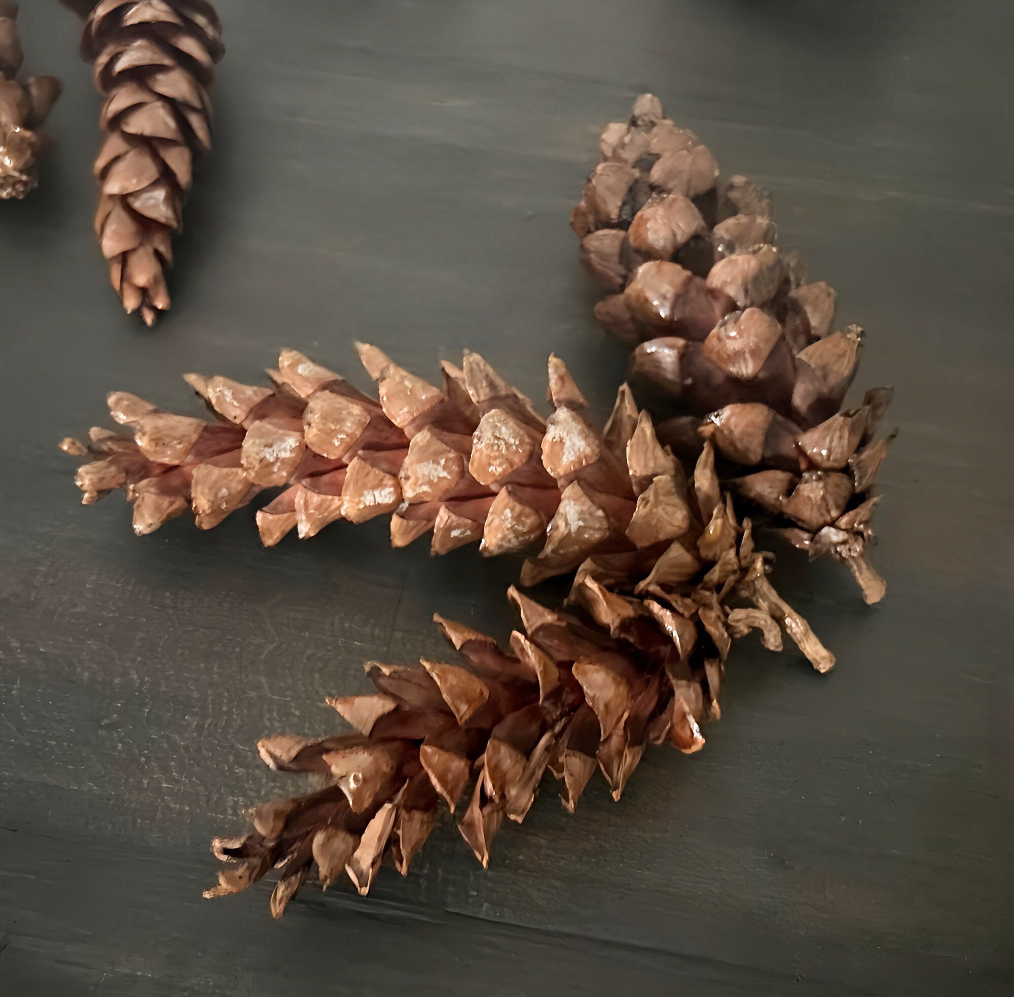 35 Northern Michigan White Pine Tree Pines Cones Fall Decor - Etsy