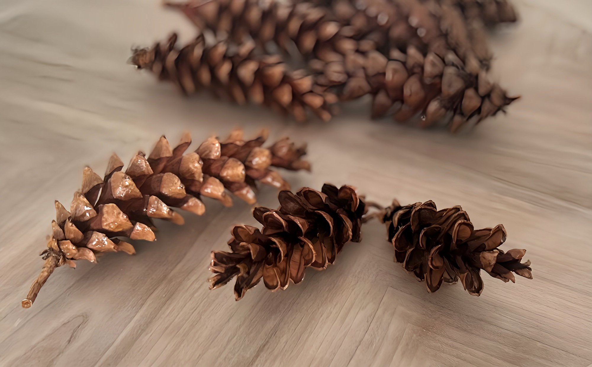 35 Northern Michigan White Pine Tree Pines Cones Fall Decor - Etsy
