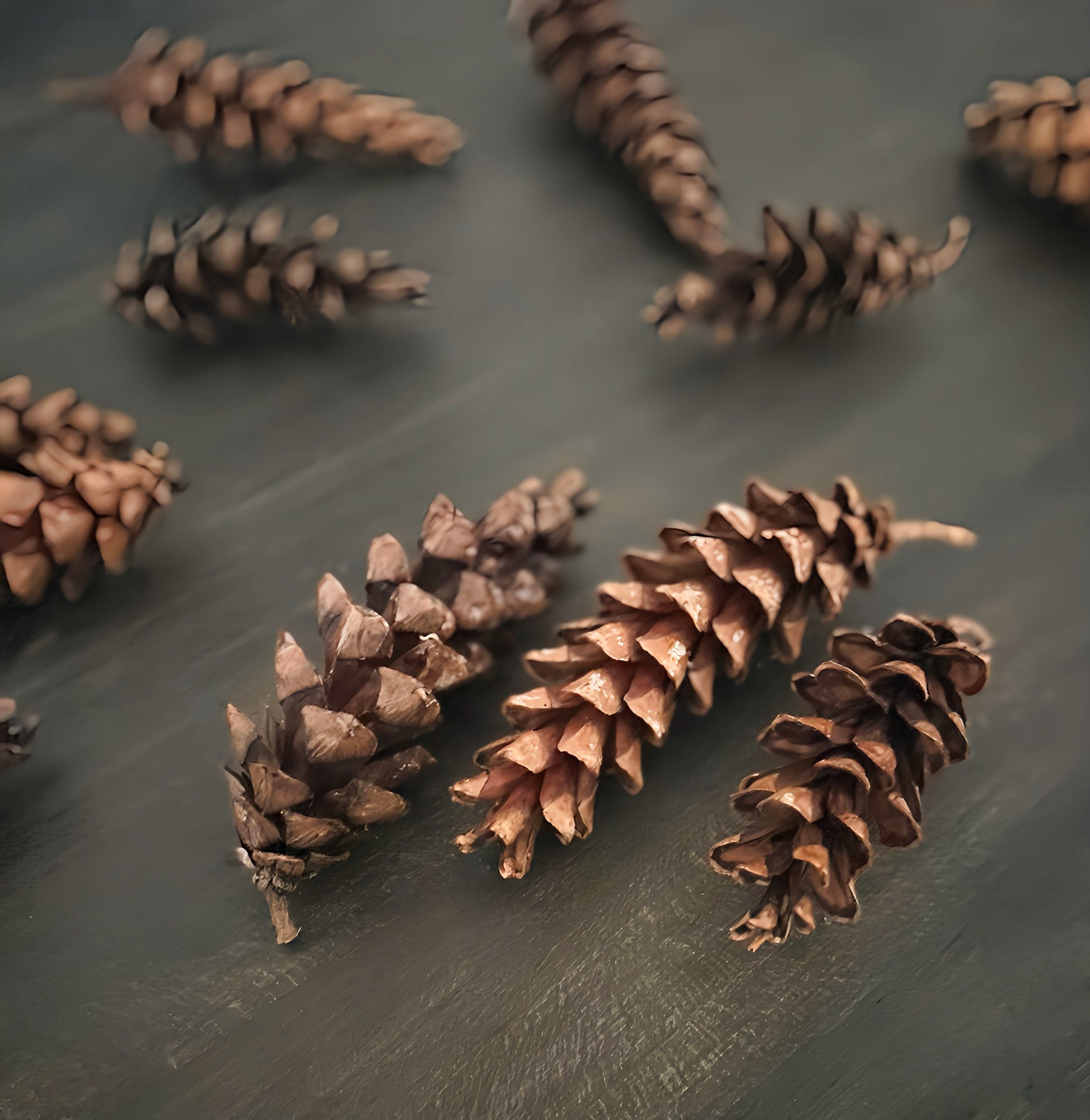 35 Northern Michigan White Pine Tree Pines Cones Fall Decor - Etsy