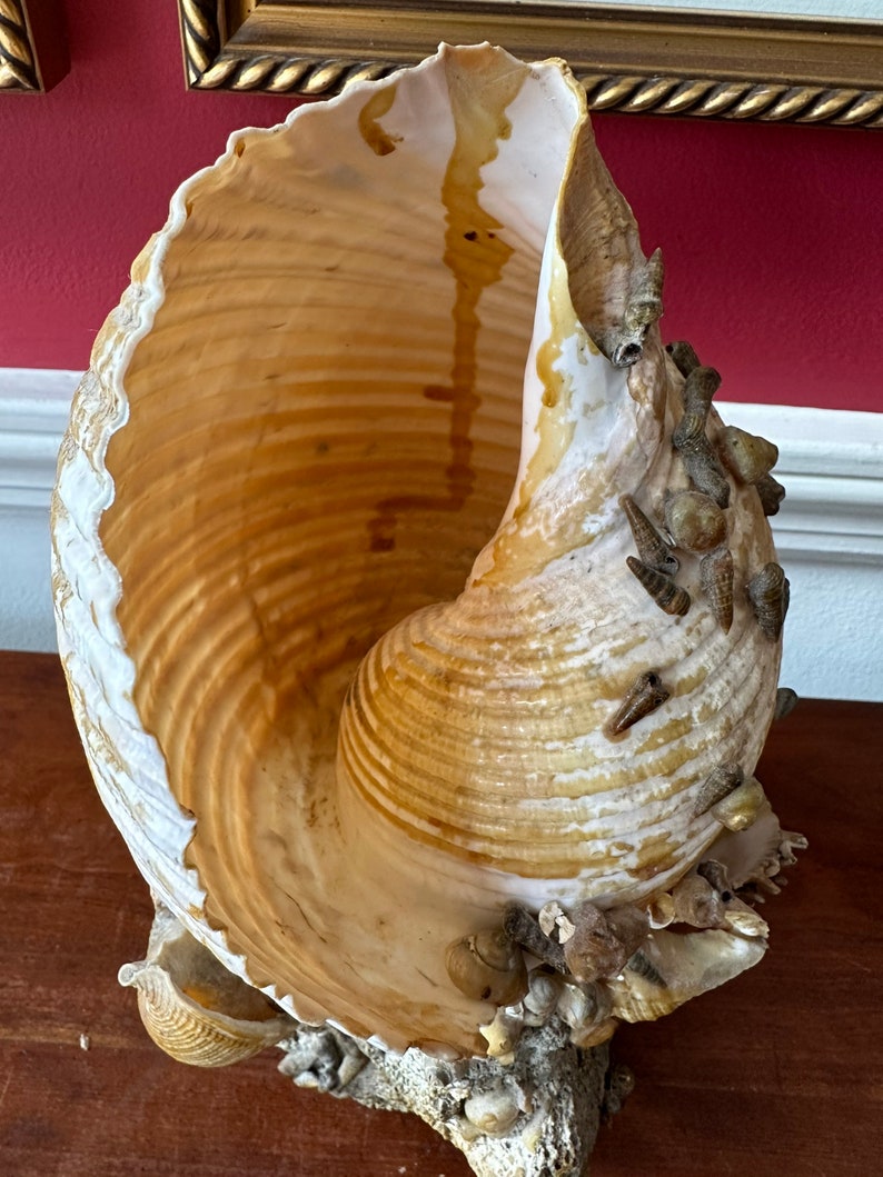 Extraordinary Antique Victorian Shell Art Sculpture on Large - Etsy