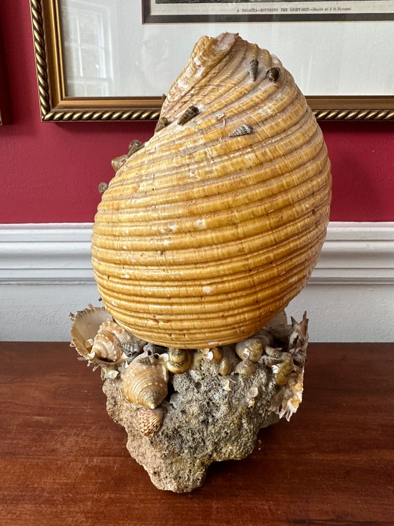 Extraordinary Antique Victorian Shell Art Sculpture on Large - Etsy