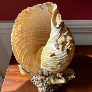 Extraordinary Antique Victorian Shell Art Sculpture on Large Coral Base ...