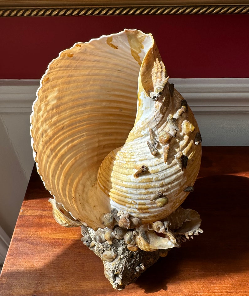 Extraordinary Antique Victorian Shell Art Sculpture on Large - Etsy