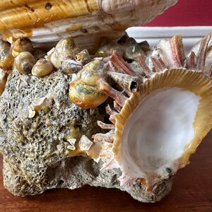 Extraordinary Antique Victorian Shell Art Sculpture on Large Coral Base ...