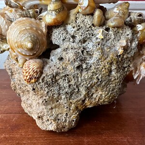 Extraordinary Antique Victorian Shell Art Sculpture on Large Coral Base ...