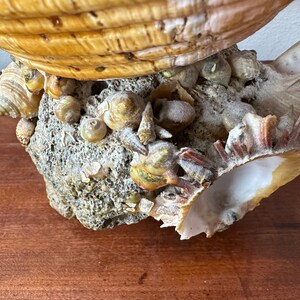 Extraordinary Antique Victorian Shell Art Sculpture on Large Coral Base ...