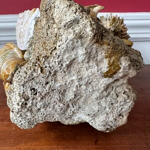 Extraordinary Antique Victorian Shell Art Sculpture on Large Coral Base ...