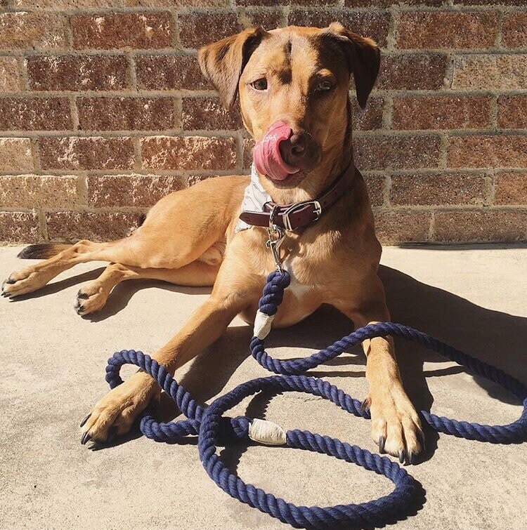 Navy Blue Cotton Rope Dog Leash // Upcycled Rope Leash // | Etsy