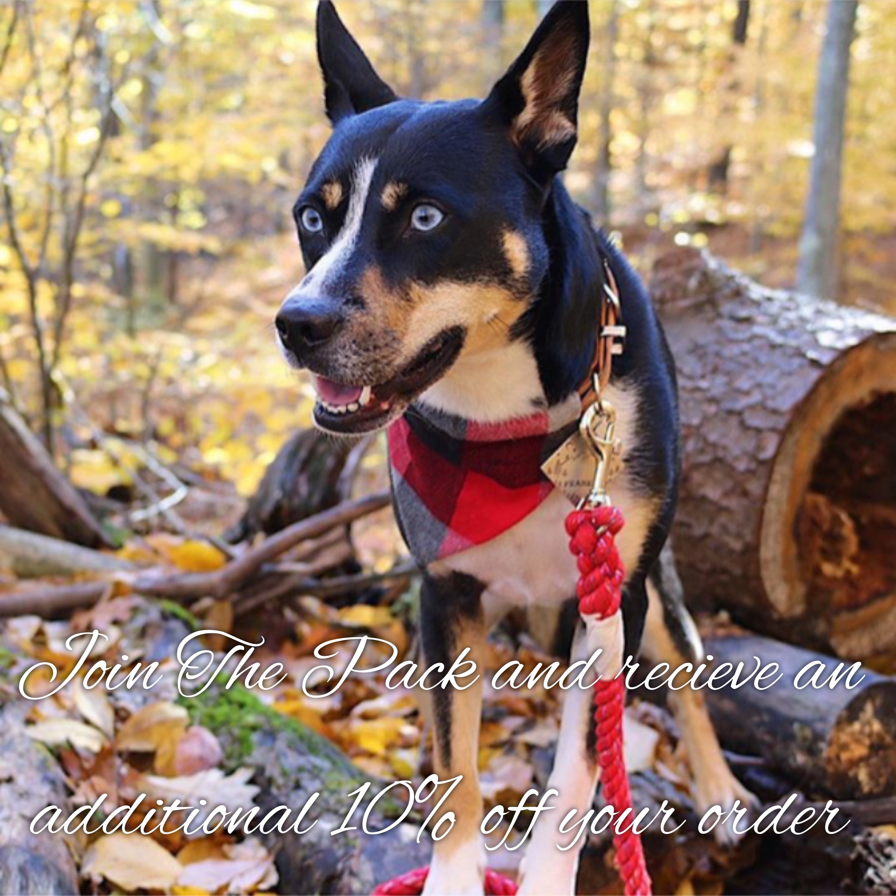 White Glitter Cotton Rope Dog Leash // Upcycled Rope Leash // | Etsy