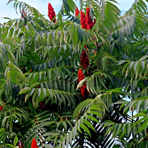 3 Live Cuttings - Rhus Glabra (smooth Sumac/ White Sumac/upland Sumac ...