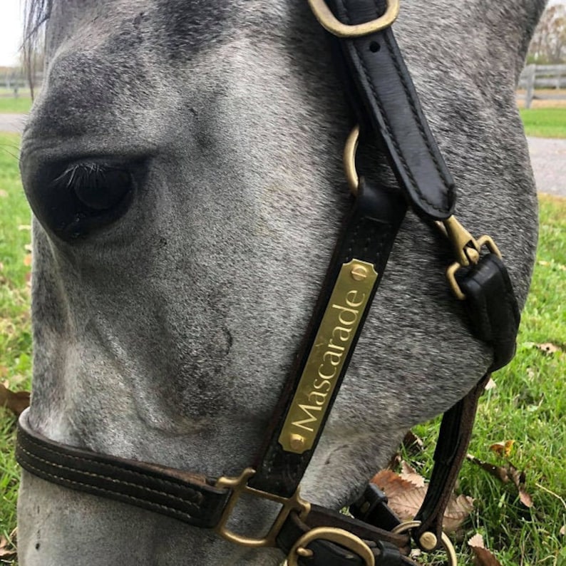 Solid Brass Saddle Plate Halter Plate Bridle Plate - Etsy Canada