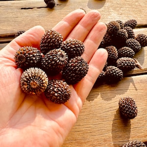 Handpicked Sheoak Seed Pods for Crafts & Natural Decor Australia Native ...