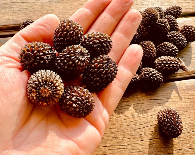 Handpicked Sheoak Seed Pods for Crafts & Natural Decor Australia Native ...