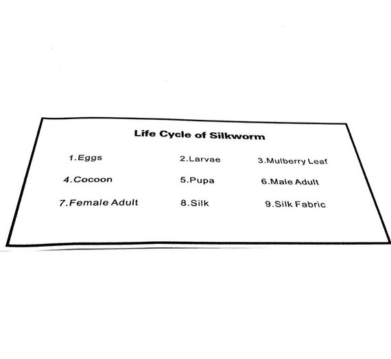 Silkworm Life Cycle Worksheet