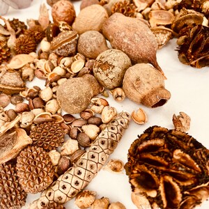 Natural Australian Bush Nuts Assortment Collection | Natures Seeds ...