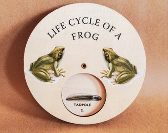 Life Cycle of a Frog Wheel - Etsy