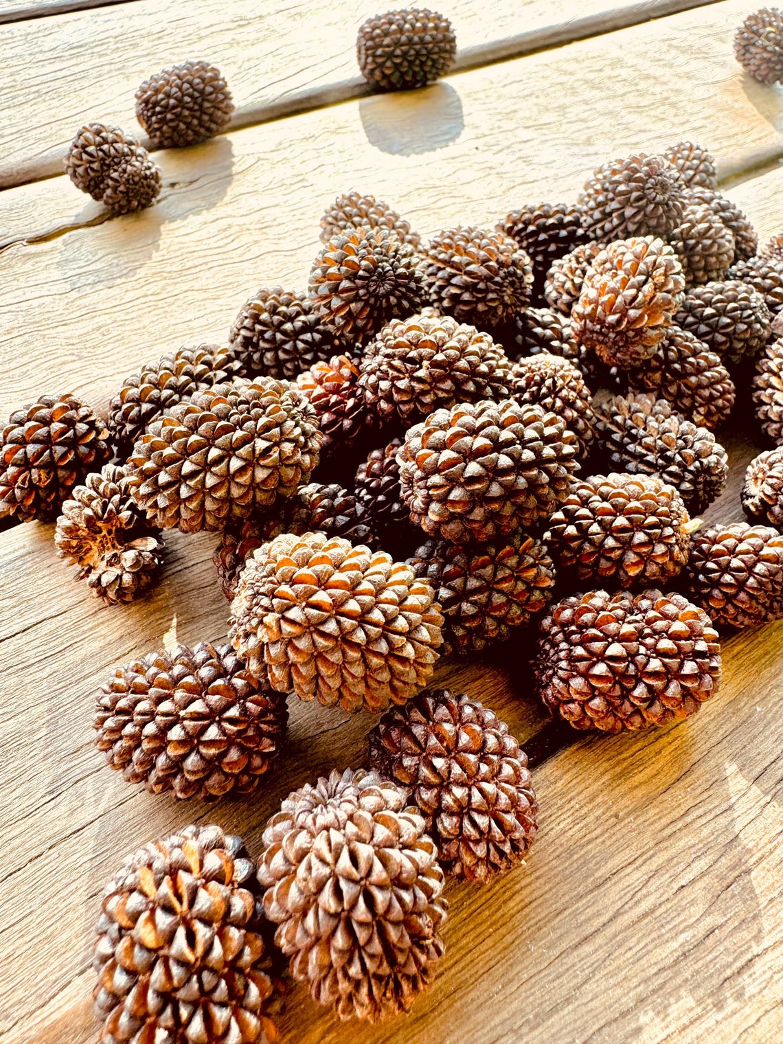 Handpicked Sheoak Seed Pods for Crafts & Natural Decor Australia Native ...