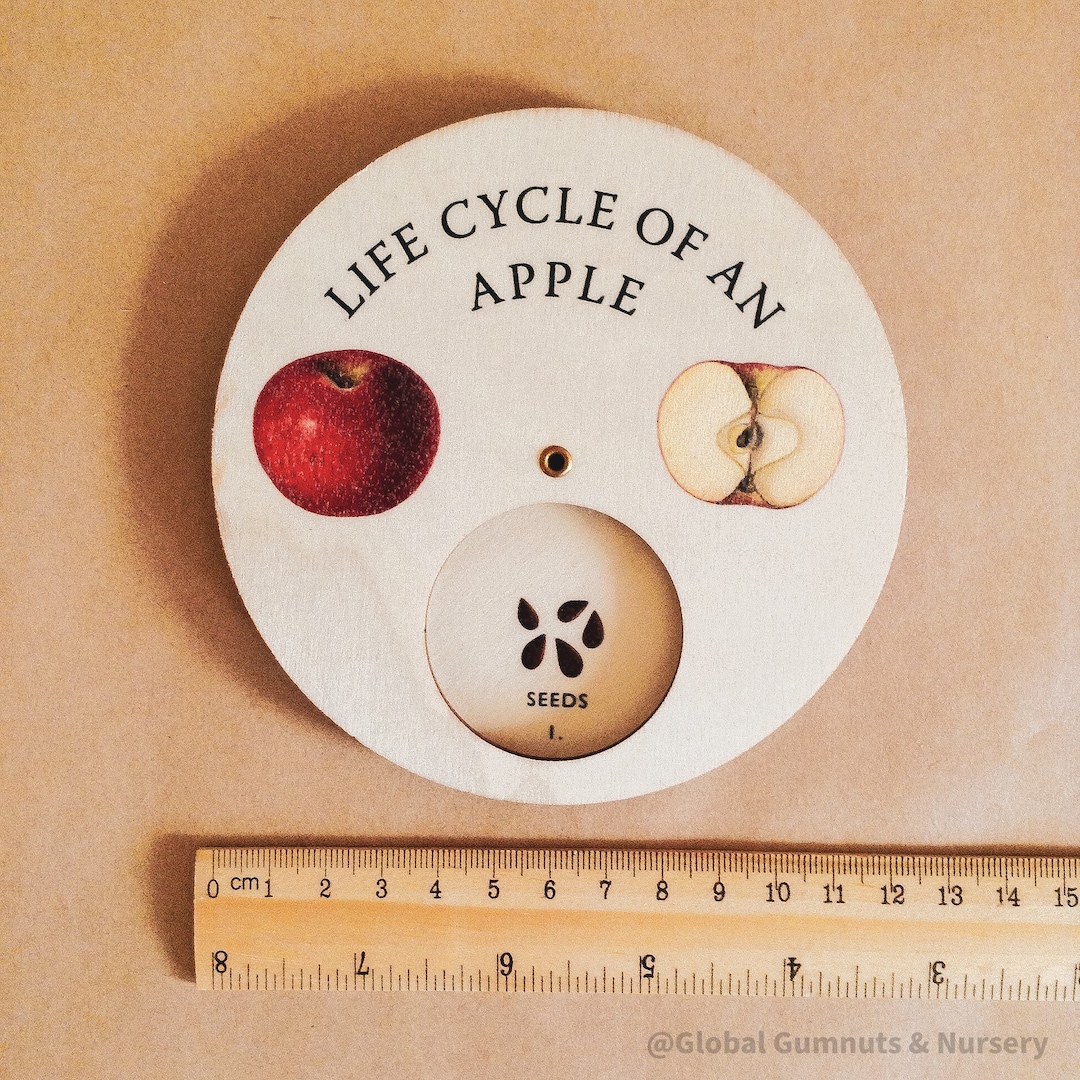 Apple TREE Life Cycle Wheel | Spinner Dial | Montessori Scandi STYLE ...