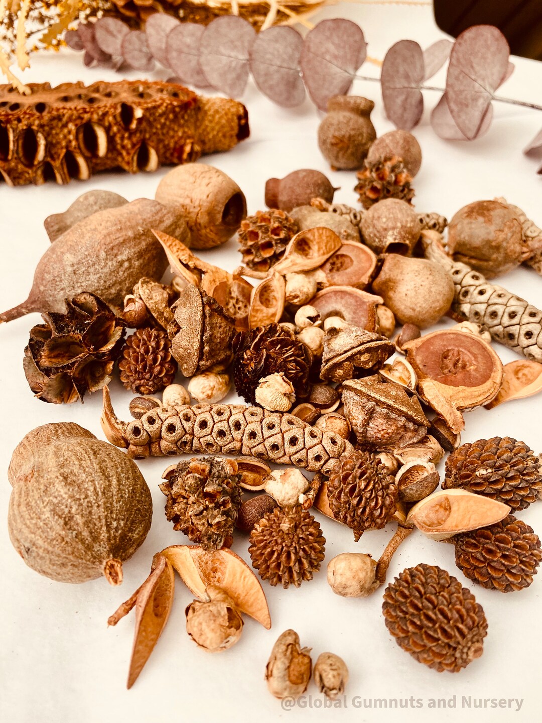 Natural Australian Bush Nuts Assortment Collection | Natures Seeds ...