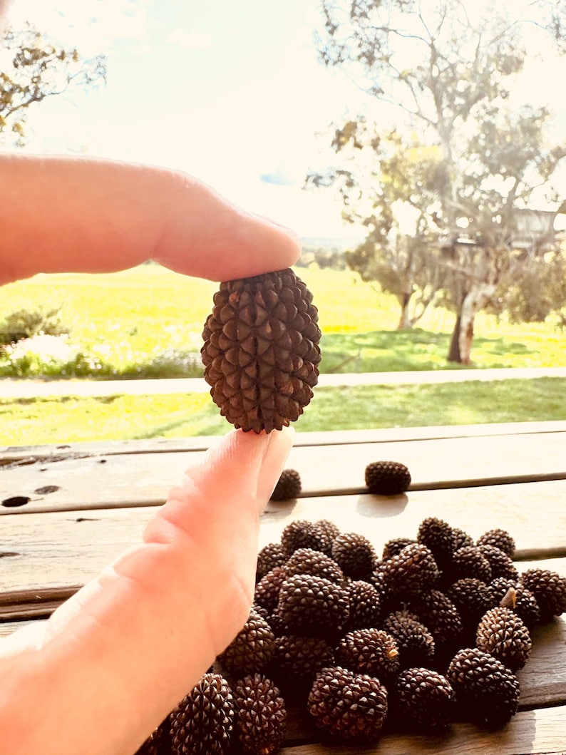Handpicked Sheoak Seed Pods for Crafts & Natural Decor Australia Native ...