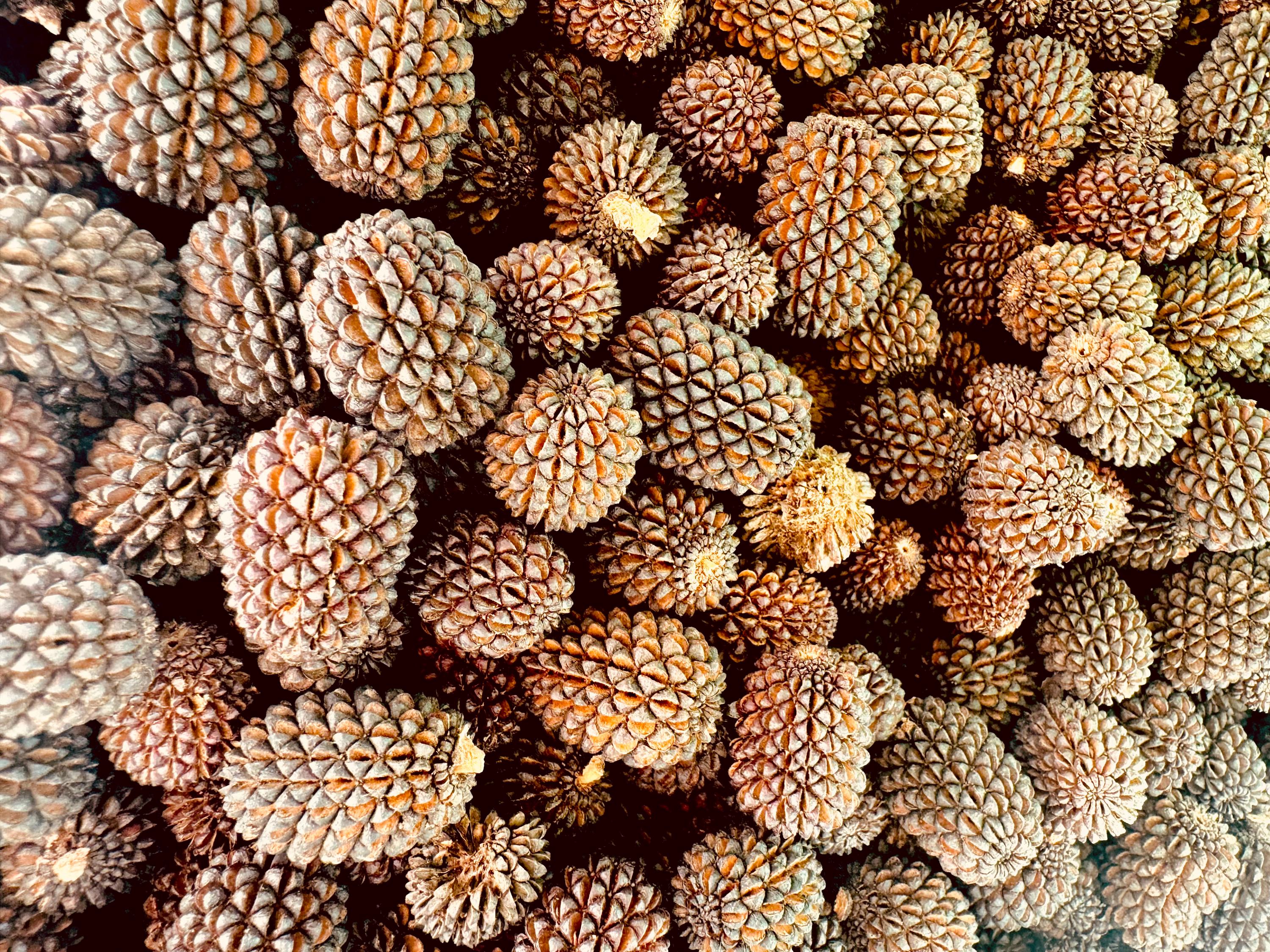 Handpicked Sheoak Seed Pods for Crafts & Natural Decor Australia Native ...
