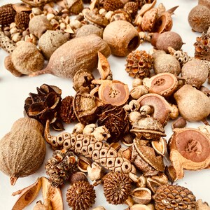 Natural Australian Bush Nuts Assortment Collection | Natures Seeds ...