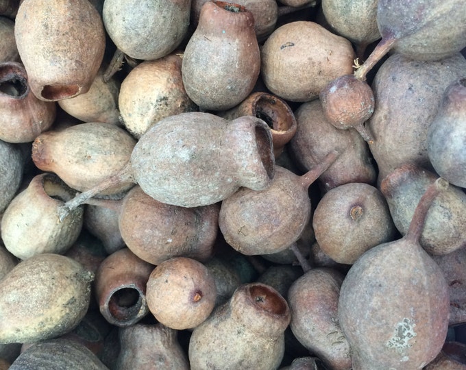 Handpicked Sheoak Seed Pods for Crafts & Natural Decor Australia Native ...