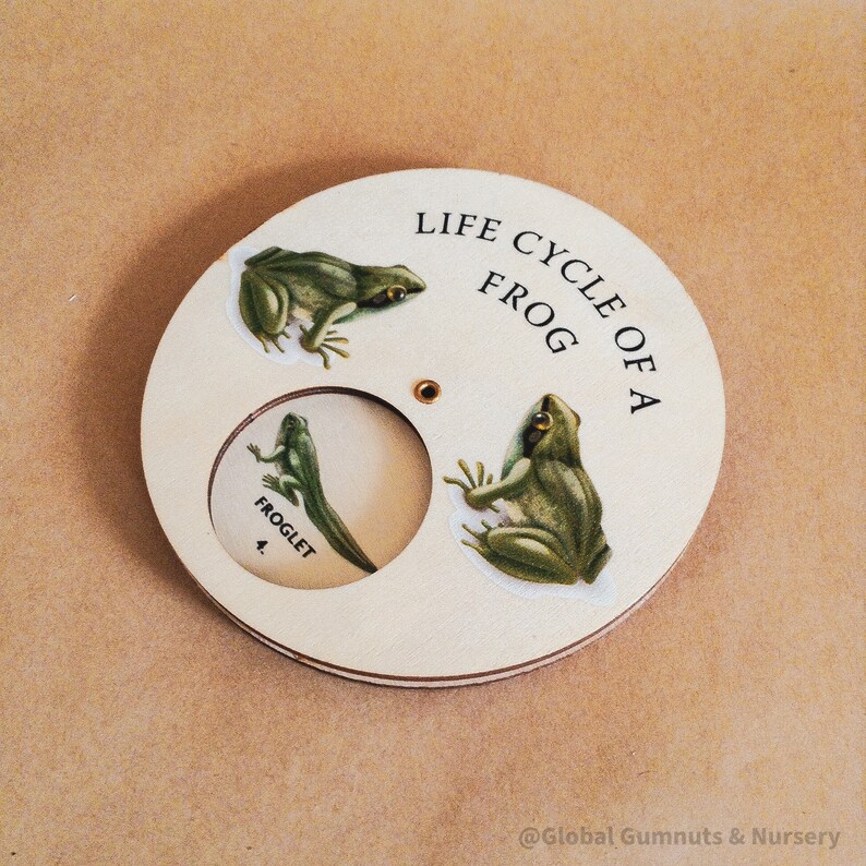 Frog Life Cycle Wheel Wooden Display Board Spinner Dial - Etsy