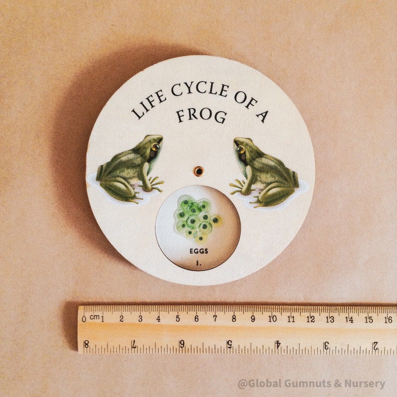 Frog Life Cycle Wheel Wooden Display Board Spinner Dial - Etsy
