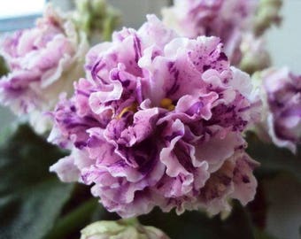 African violet | Etsy