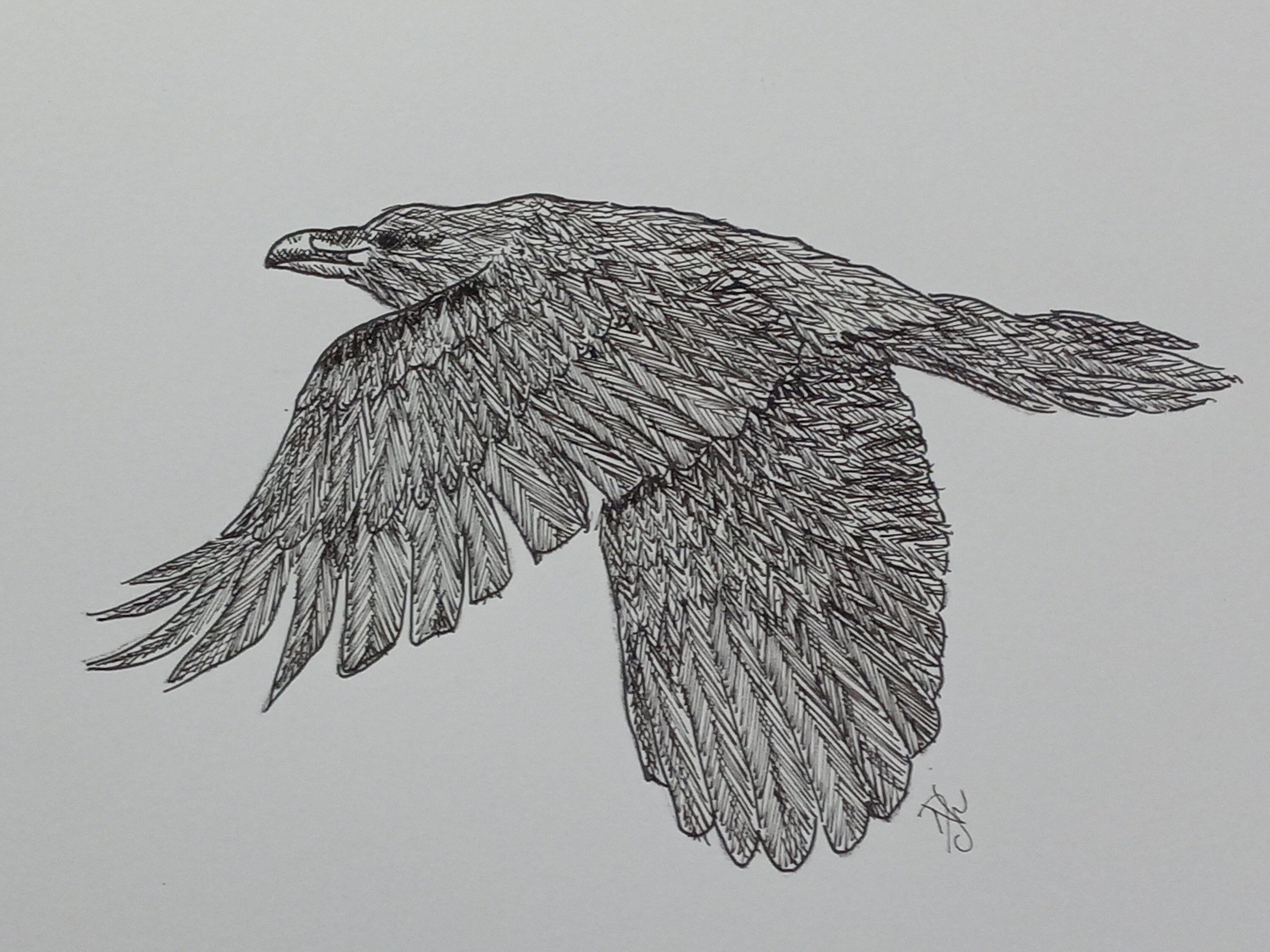Black Ink Raven Sketch - Etsy
