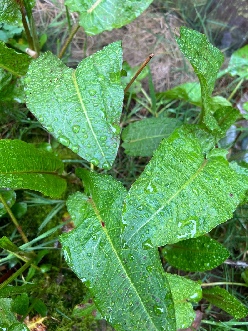 U.K. Only Fresh Dock Leaves - Etsy