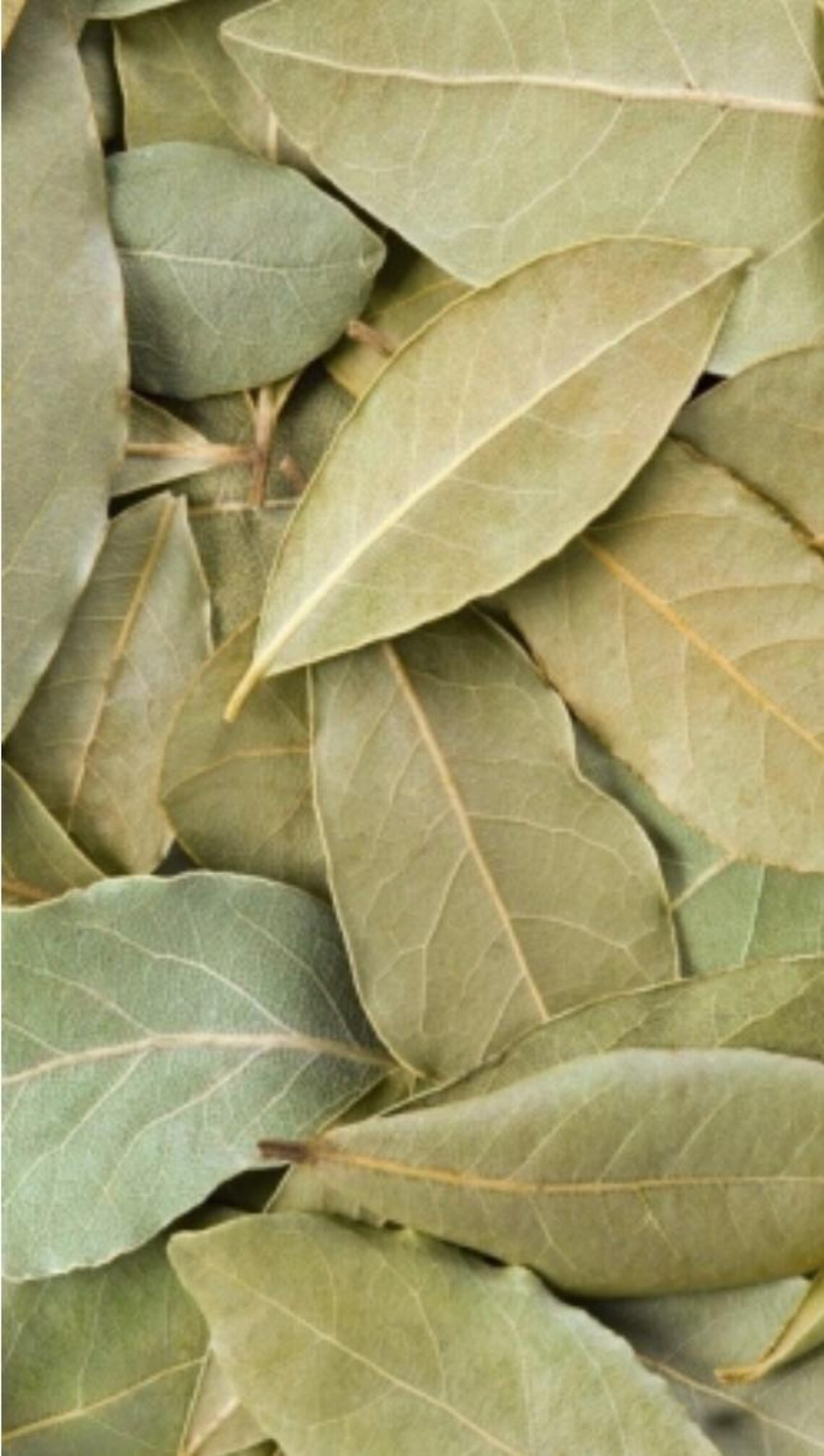 Dried Bay Leaves X 15, Organic Whole Bay Leaves, Laurel Mobilise - Etsy