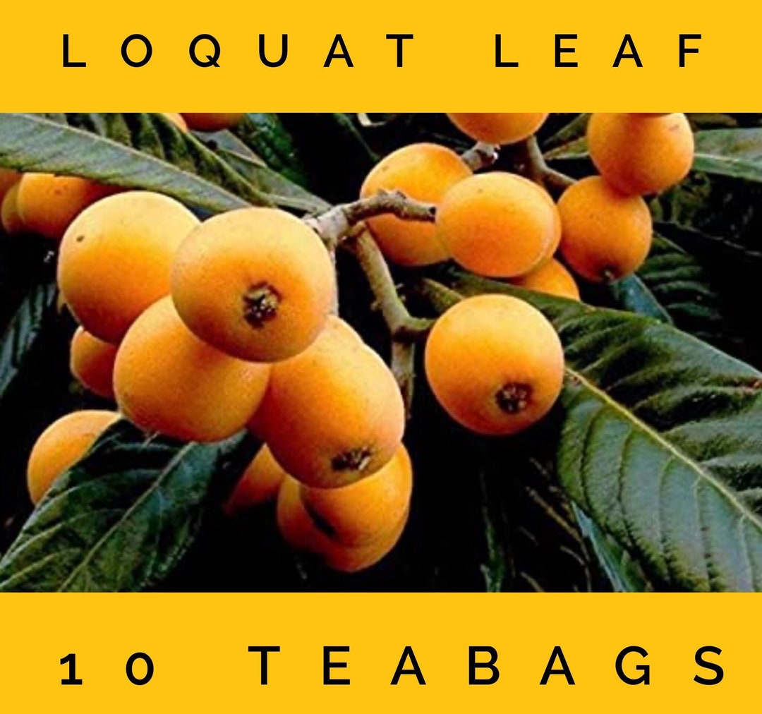 Loquat Leaf Teabags X 10, Natural, Organic, Wild Harvested - Etsy