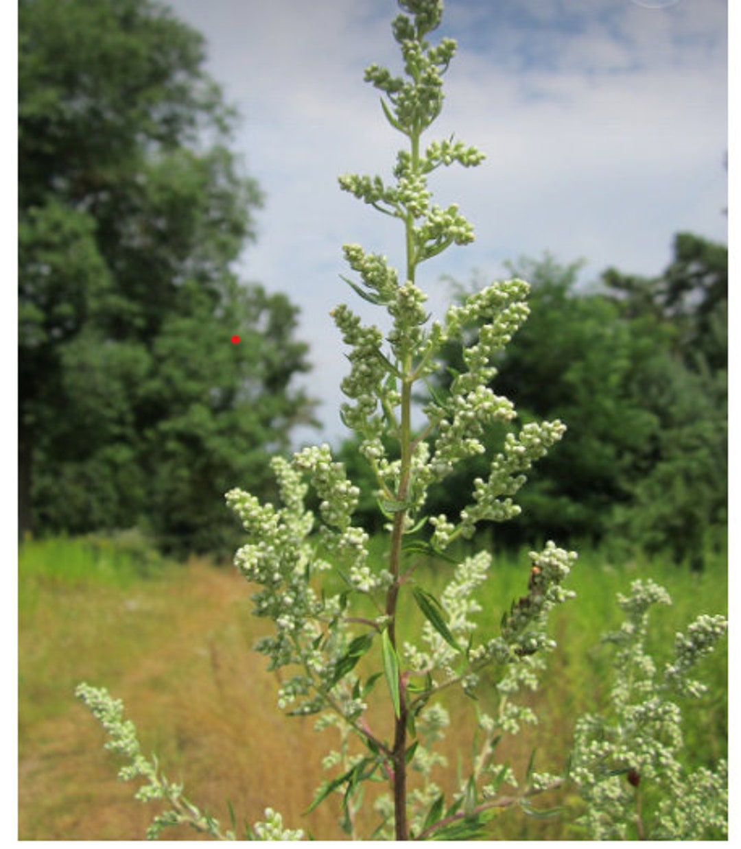 NB UK Only Fresh Mugwort Leaf, and Stems X 25g, Herb, Organic, Natural ...