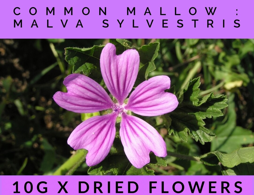 Mallow Flower Tea (malva Sylvestris), Common Mallow 10 Grams, Small ...