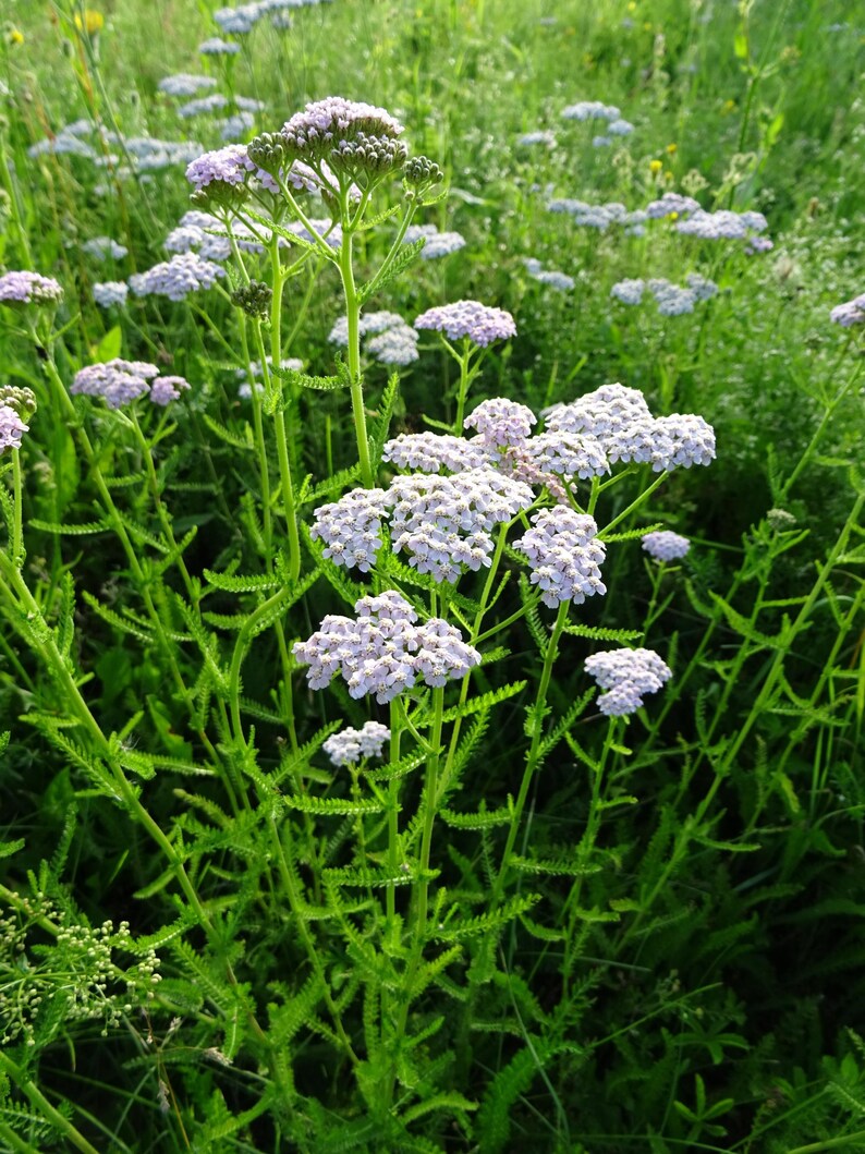 UK Only. 25g X Fresh Yarrow Leaves, Herbal Tea, Fresh Smoothie, Small ...