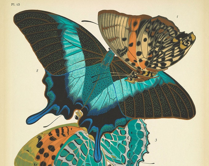 Butterfly Art Print Scientific Drawing Specimens E.A. | Etsy