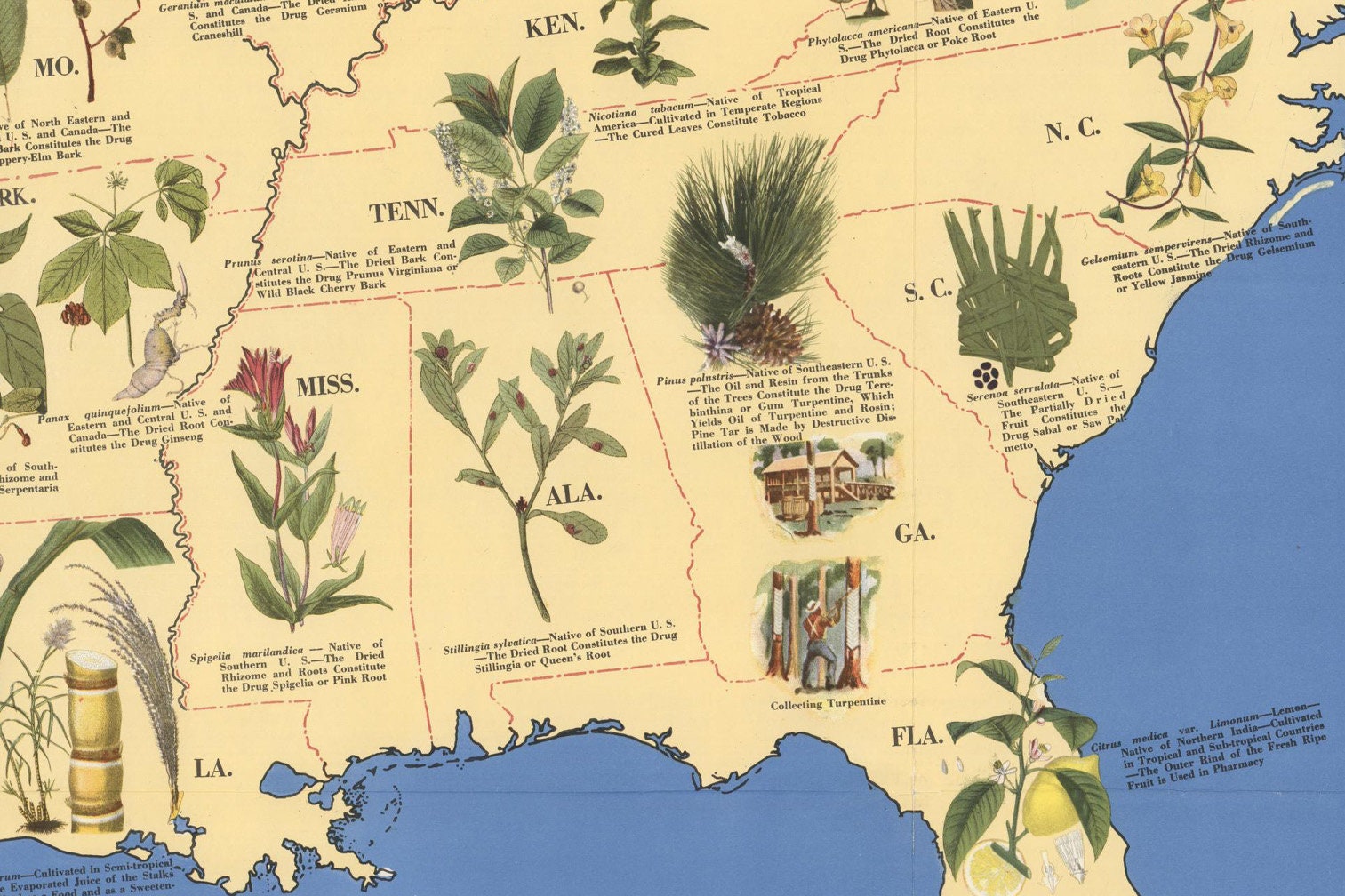 Medicinal Plant Map Print Native Plants of United States | Etsy
