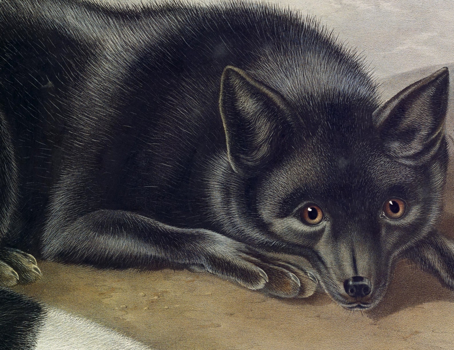 Black Silver Fox Print John James Audubon the Viviparous - Etsy