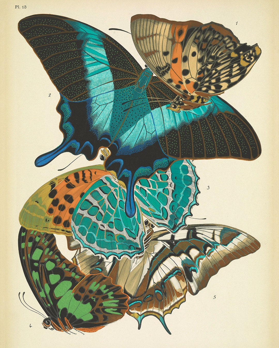 Butterfly Art Print, Scientific Drawing, Specimens, E.A. Seguy, C. 1925 ...