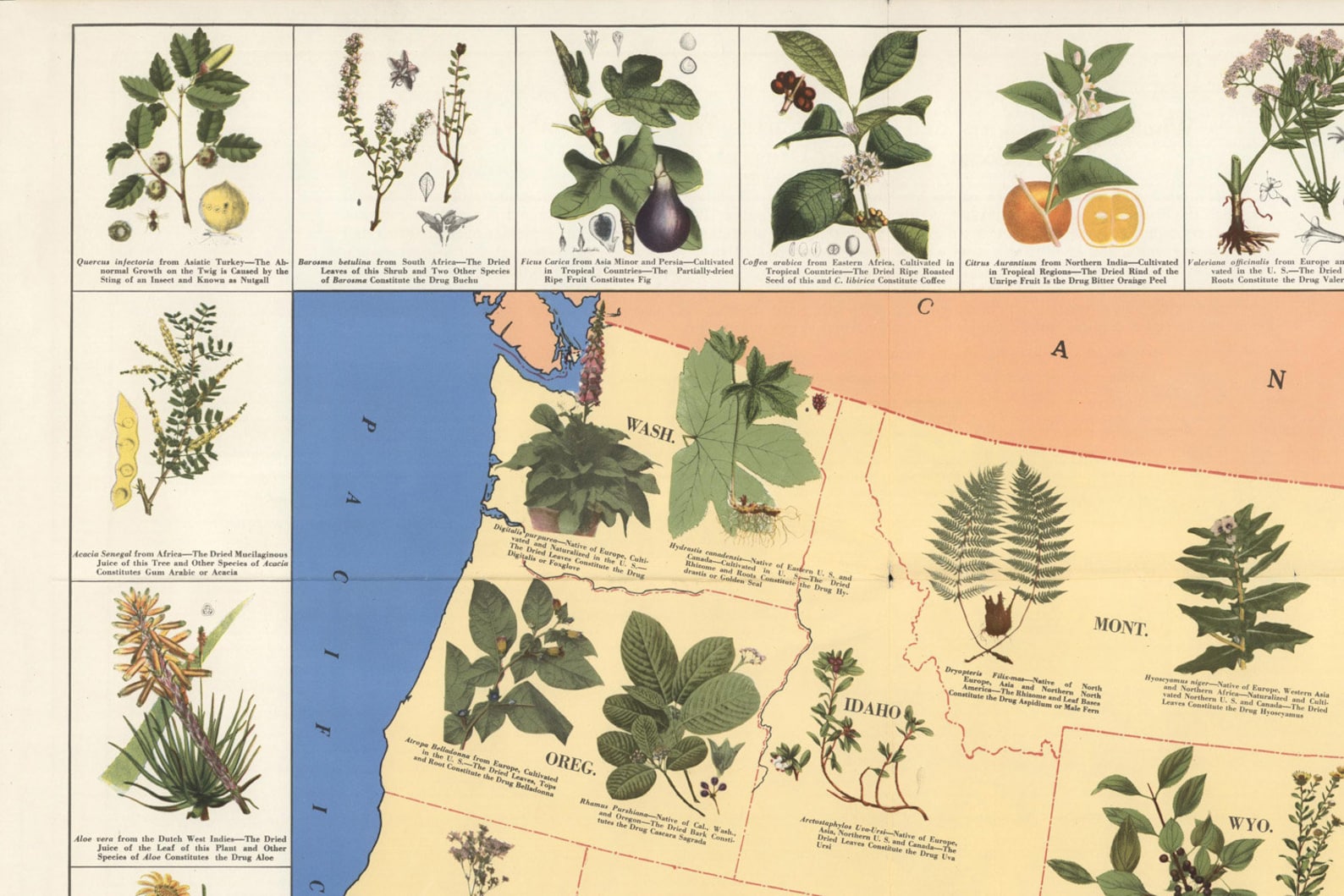 Medicinal Plant Map Print: Native Naturopath Plants of the United ...