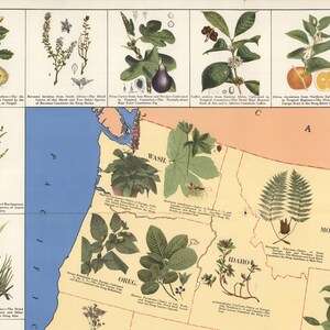 Medicinal Plant Map Print: Native Naturopath Plants of the United ...