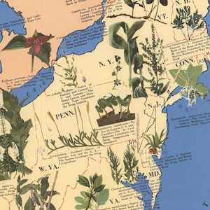 Medicinal Plant Map Print: Native Naturopath Plants of the United ...
