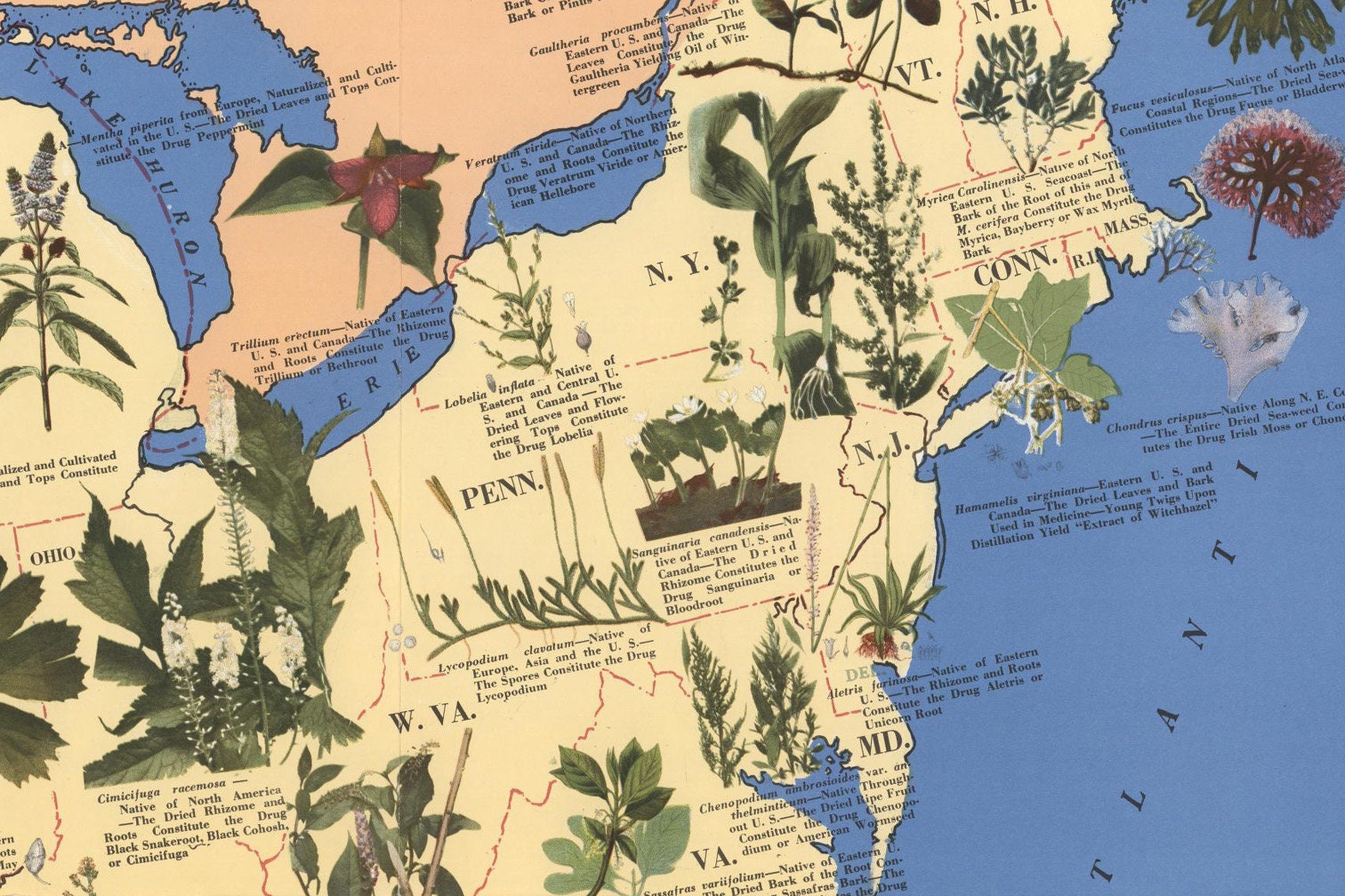 Medicinal Plant Map Print: Native Naturopath Plants of the United ...