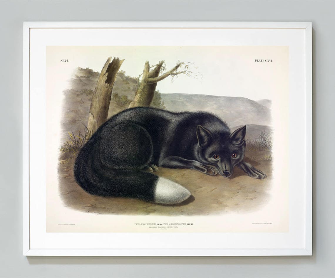 Black Silver Fox Print John James Audubon the Viviparous - Etsy